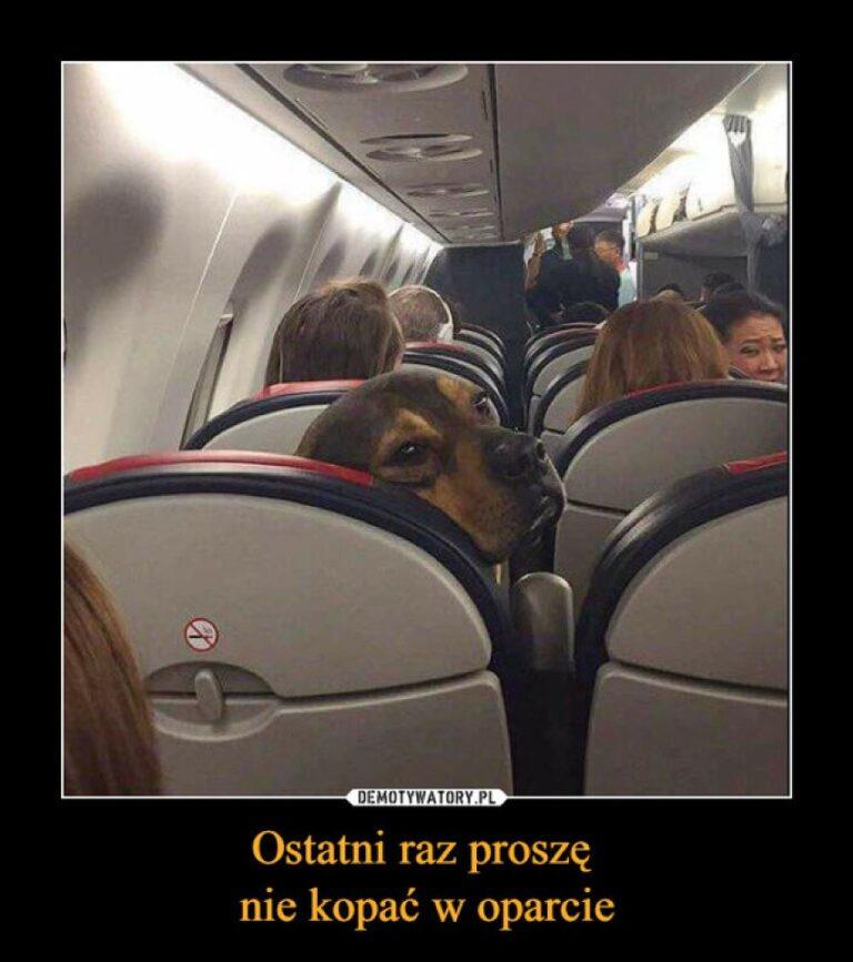 Uśmiechnij się! Oto najśmieszniejsze memy z psami - LubimyPsy.pl