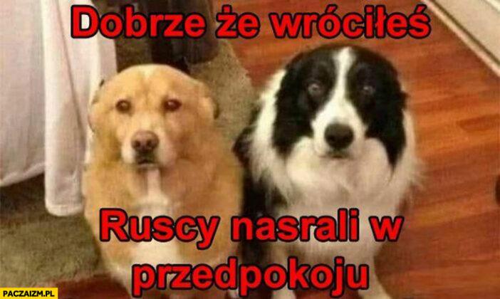 Uśmiechnij się! Oto najśmieszniejsze memy z psami - LubimyPsy.pl